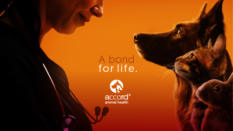 Our approach to deliver value to vets | Accord Animal Health | Animal ...